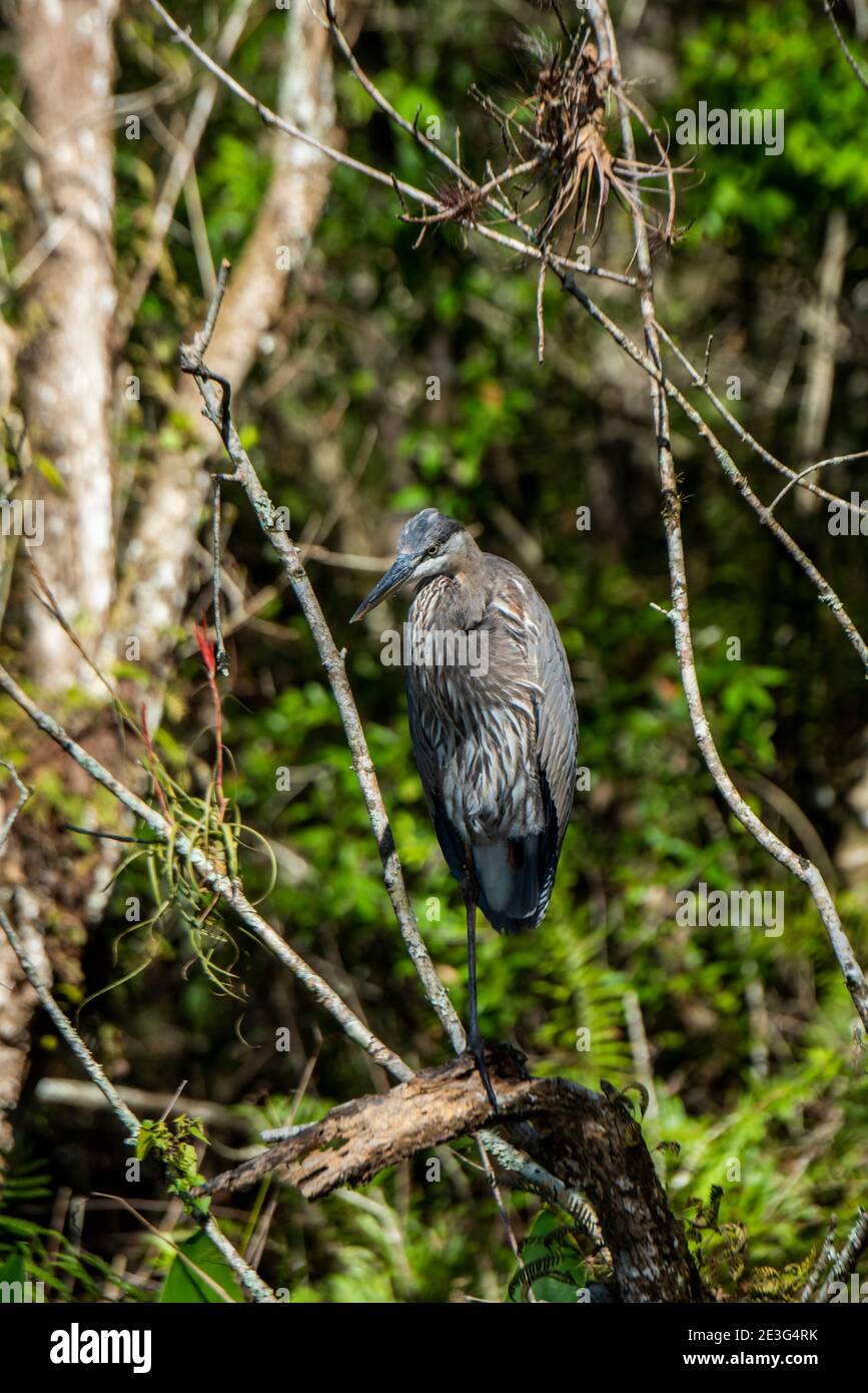 Juvenile great blue heron hi-res stock photography and images - Alamy