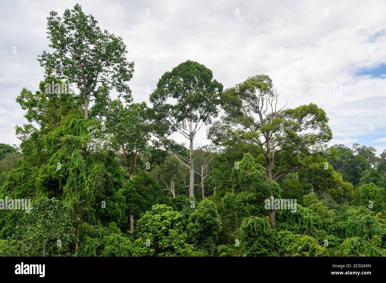 rainforest canopy and emergent layer in Malaysia Stock Photo - Alamy