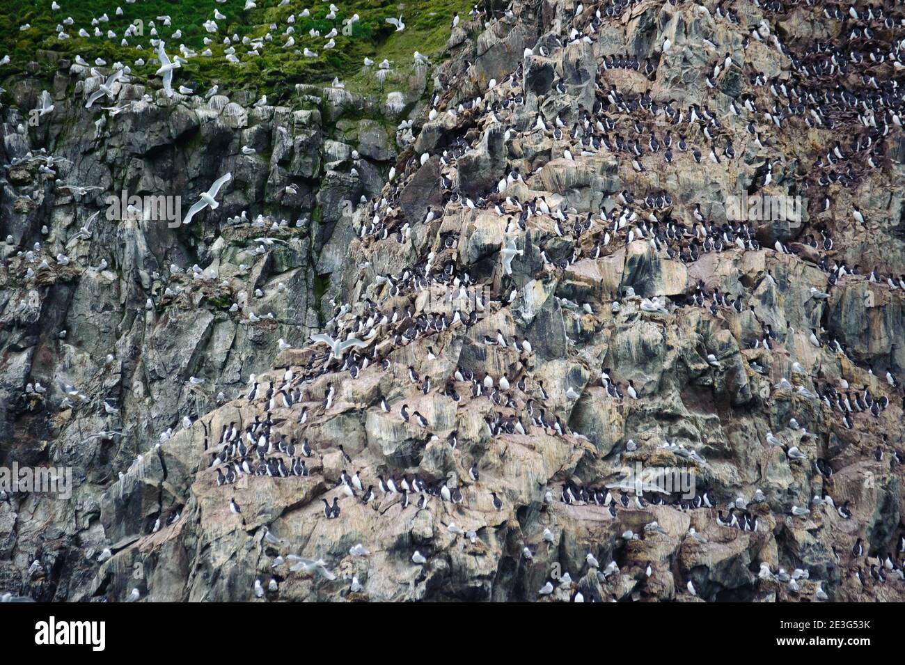 Commander Island with vast colonies of seabirds lining the coastal ...