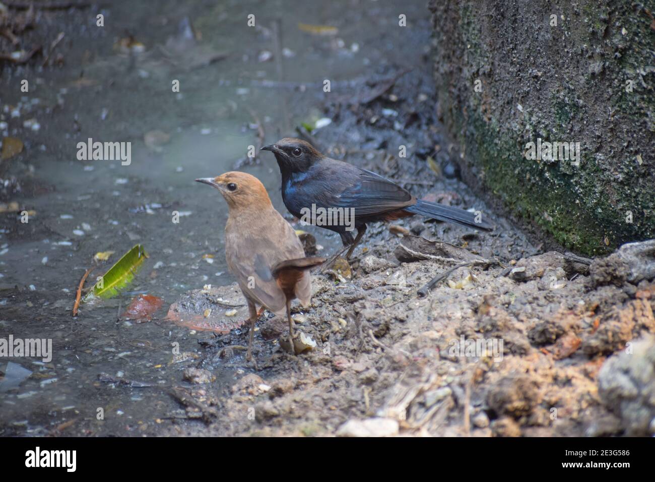 Cute little thrush birds on the wet land Stock Photo - Alamy
