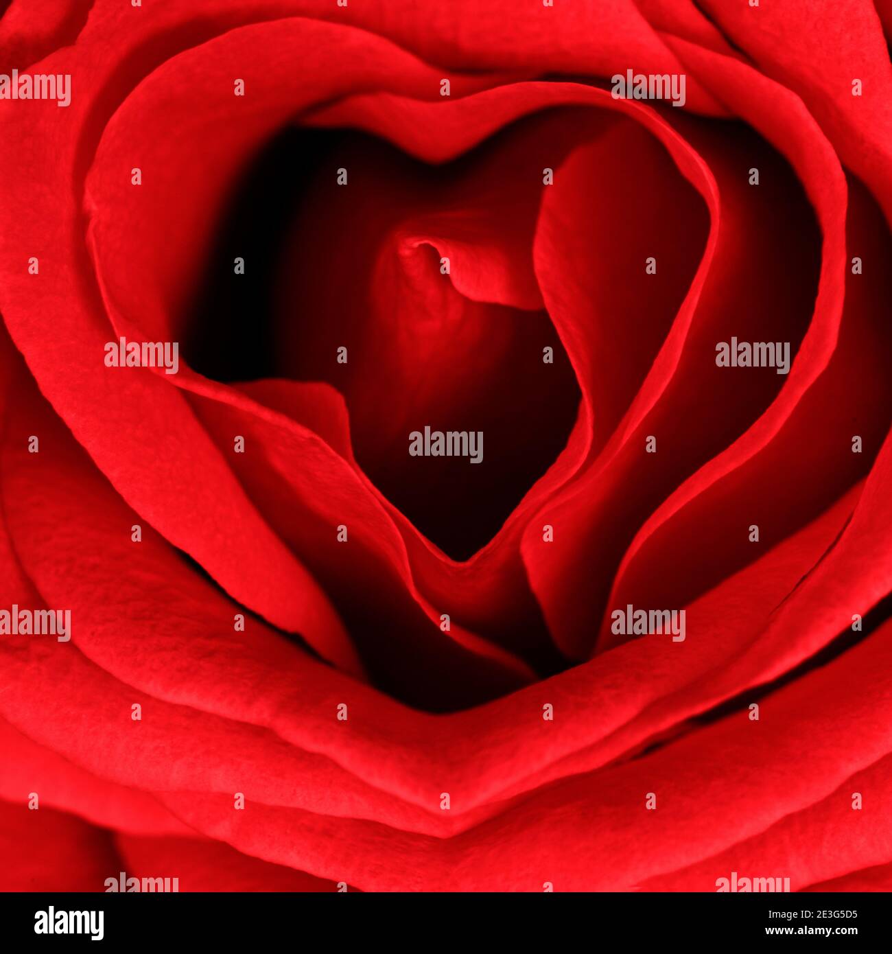 Natural rose from botanical garden Stock Photo - Alamy