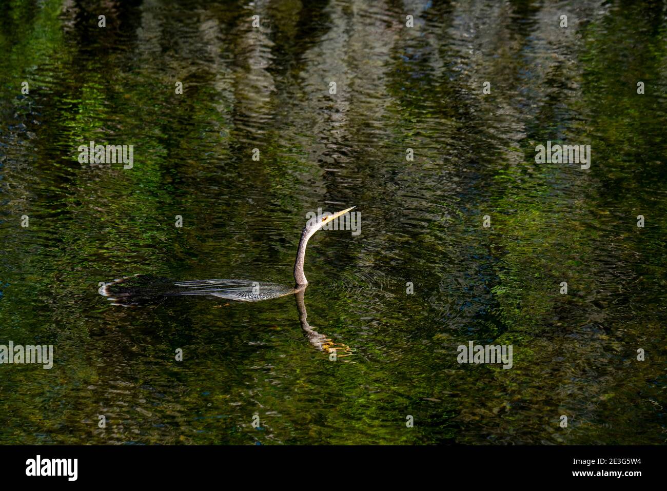 Spear bird hi-res stock photography and images - Alamy