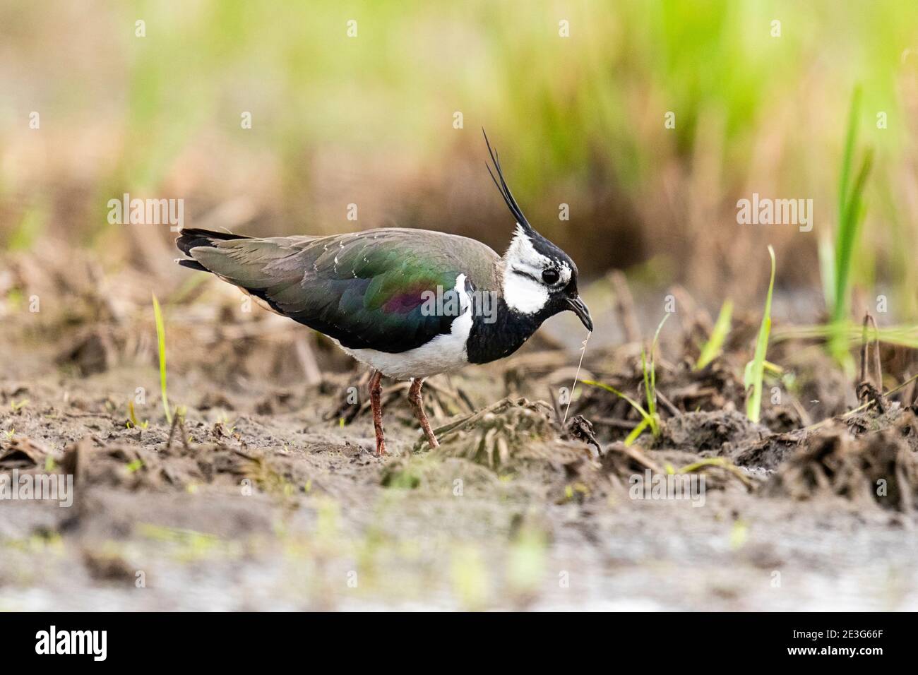 Lapwing nest grass hi-res stock photography and images - Alamy