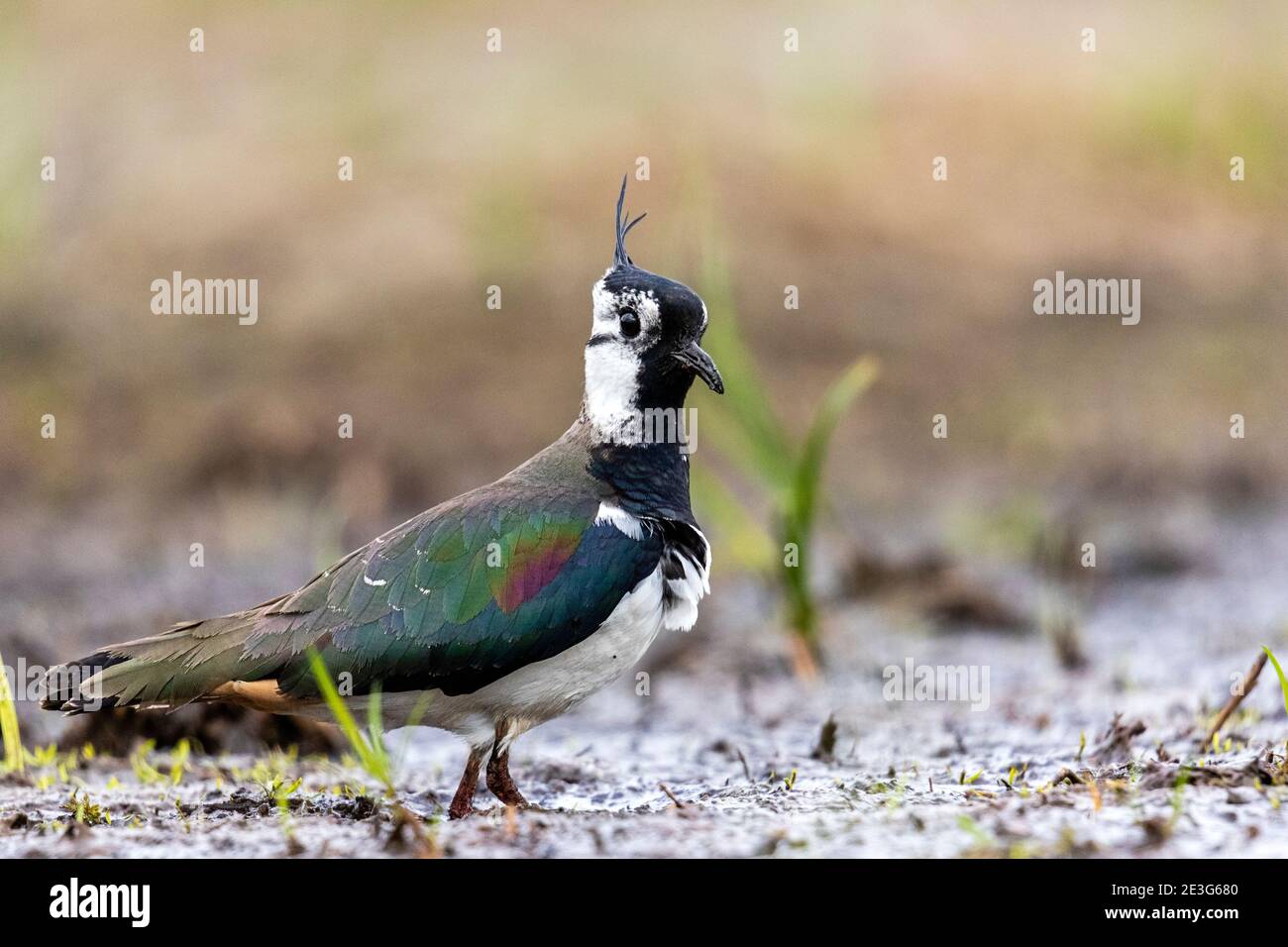 Northern lapwing nest hi-res stock photography and images - Alamy