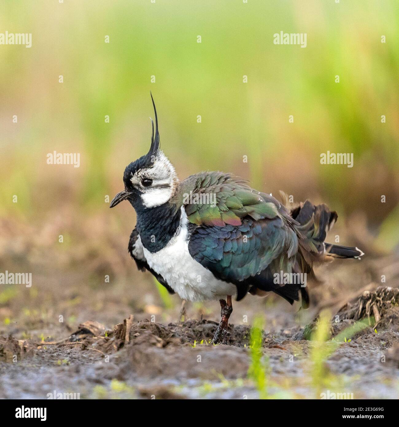 Lapwing nest grass hi-res stock photography and images - Alamy