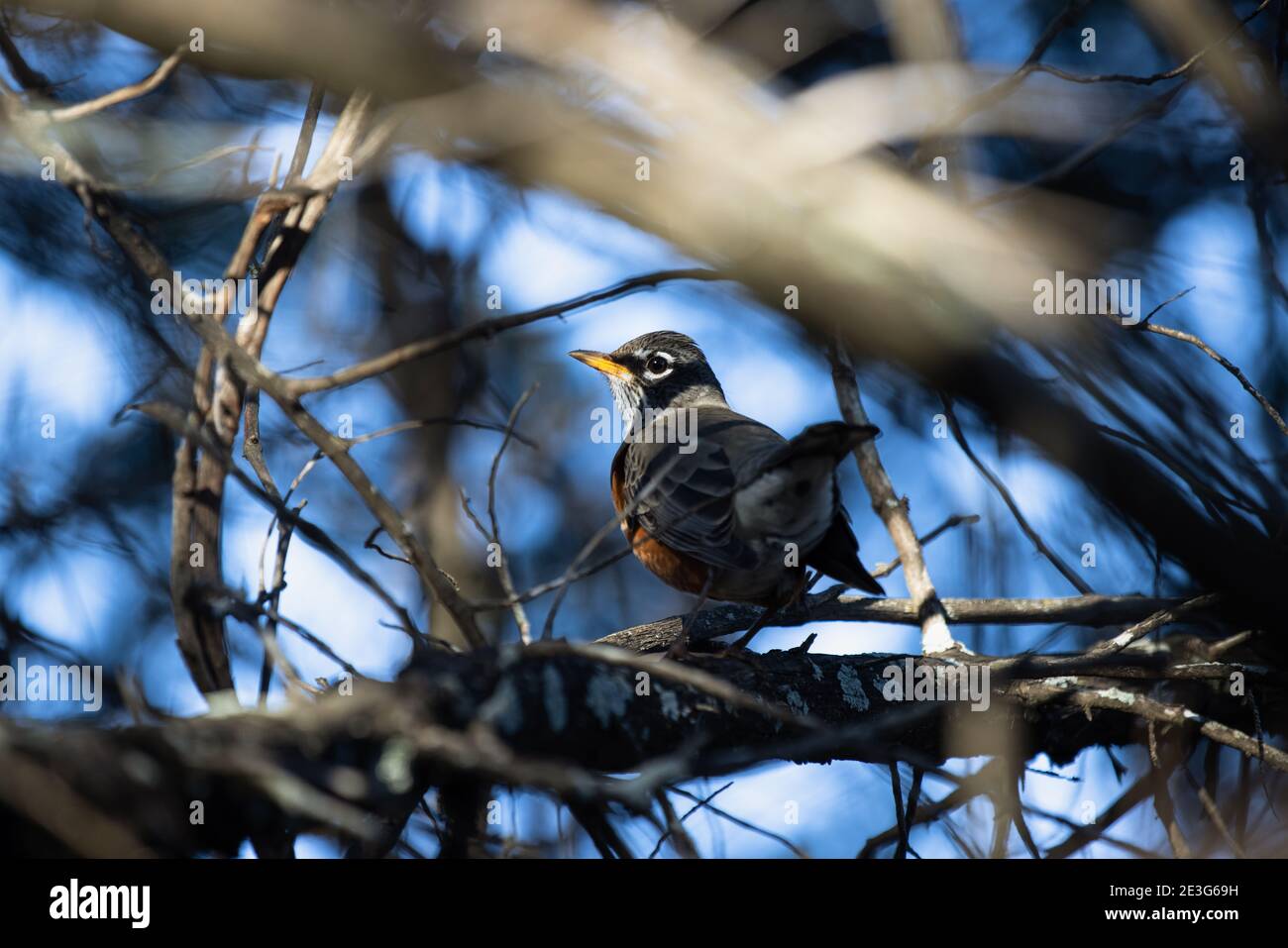 An American Robin in a thicket under a blue sky Stock Photo - Alamy