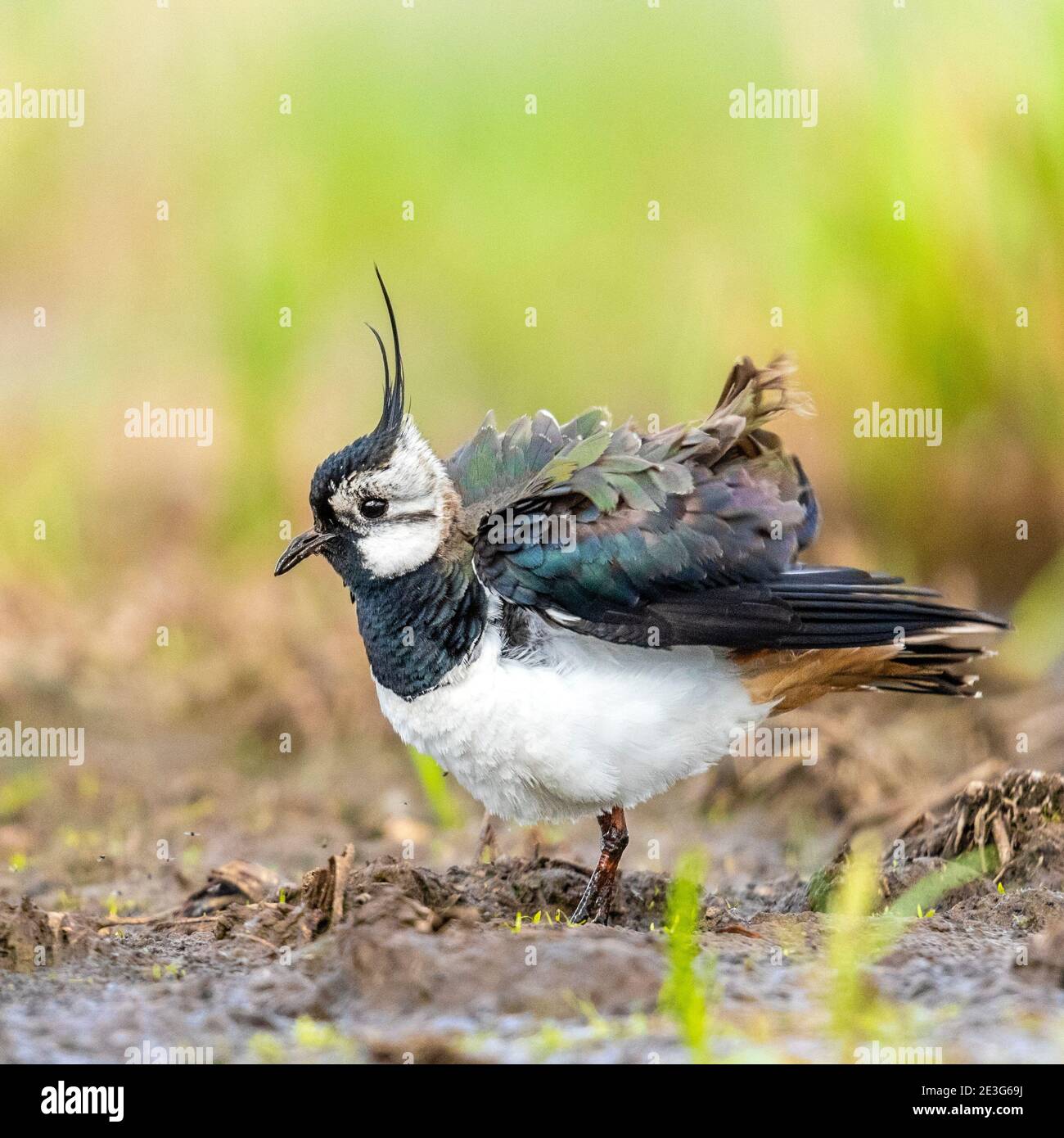 Northern lapwing nest hi-res stock photography and images - Alamy
