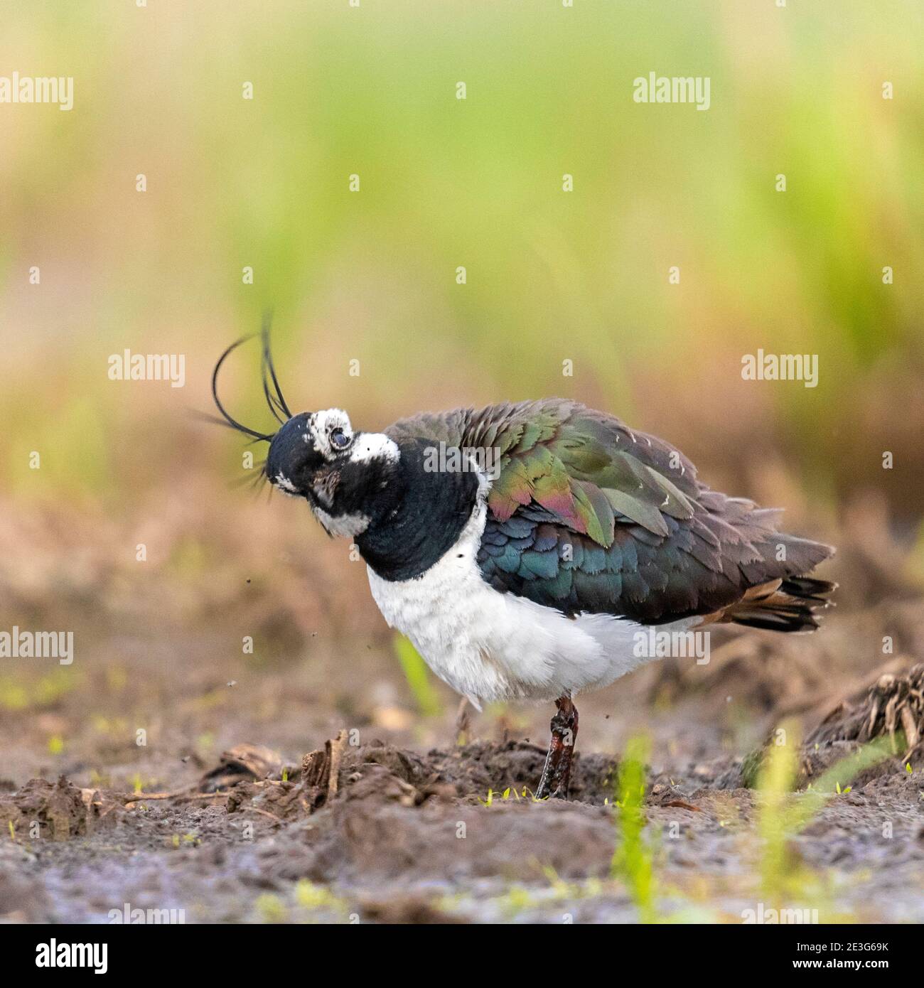 Lapwing nest grass hi-res stock photography and images - Alamy