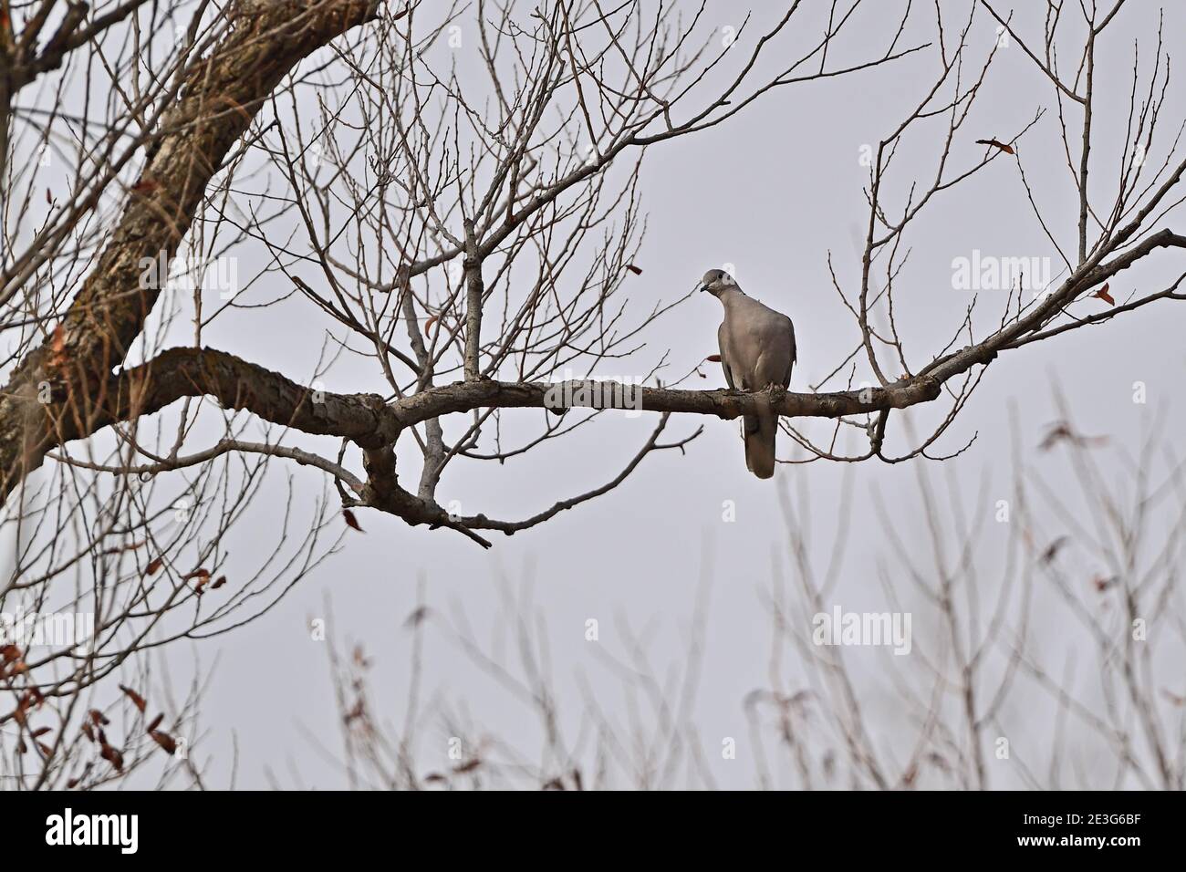 A Mourning Dove on a Branch Stock Photo - Alamy