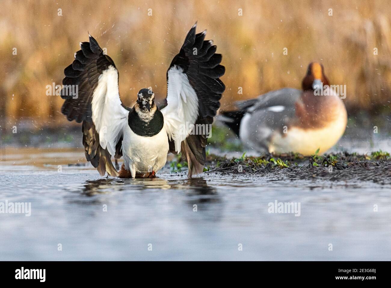 Lapwing nest grass hi-res stock photography and images - Alamy