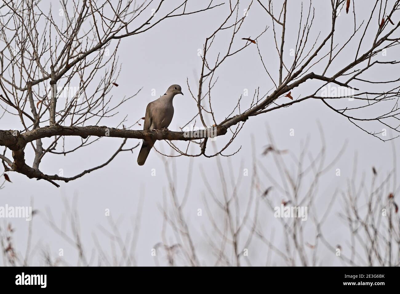 A Mourning Dove on a Branch Stock Photo - Alamy