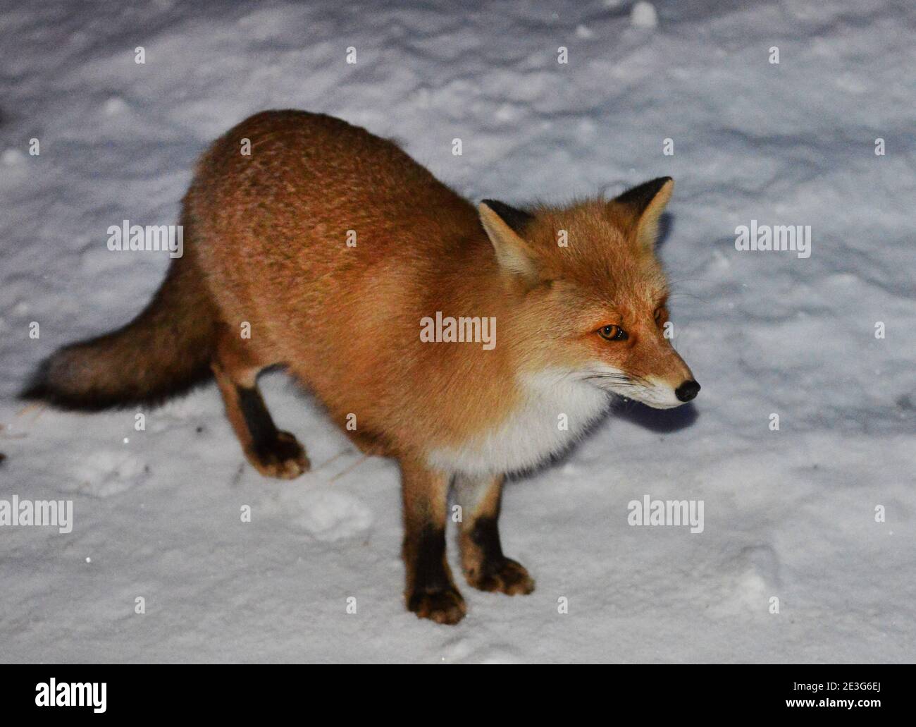 Hokkaido red fox japan hi-res stock photography and images - Alamy