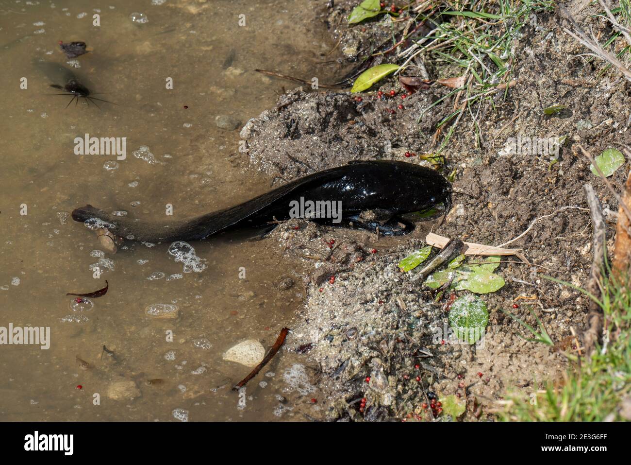Walking Catfish On Land