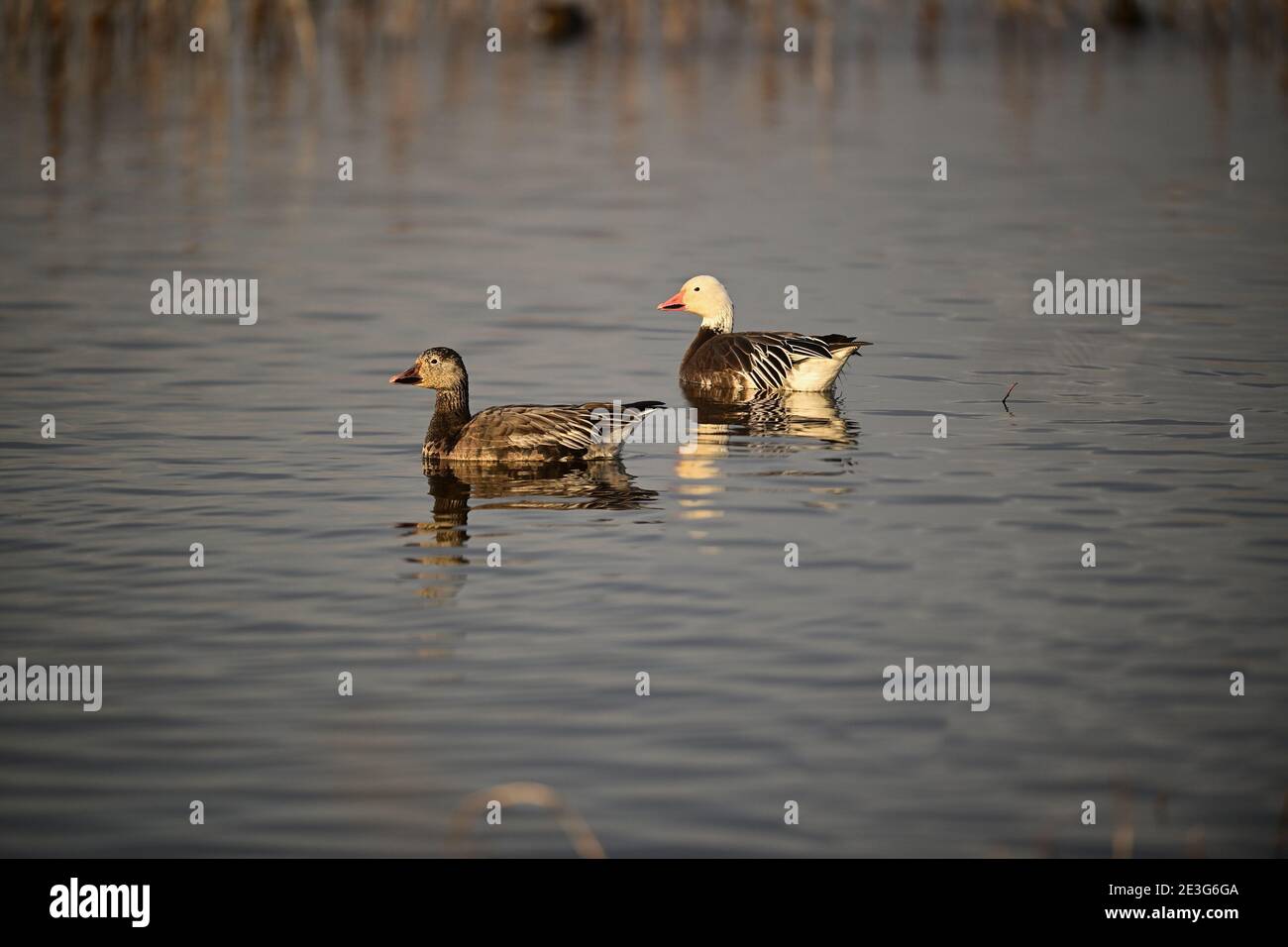 A Blue Morph and an Intermediate Morph Snow Goose Stock Photo - Alamy