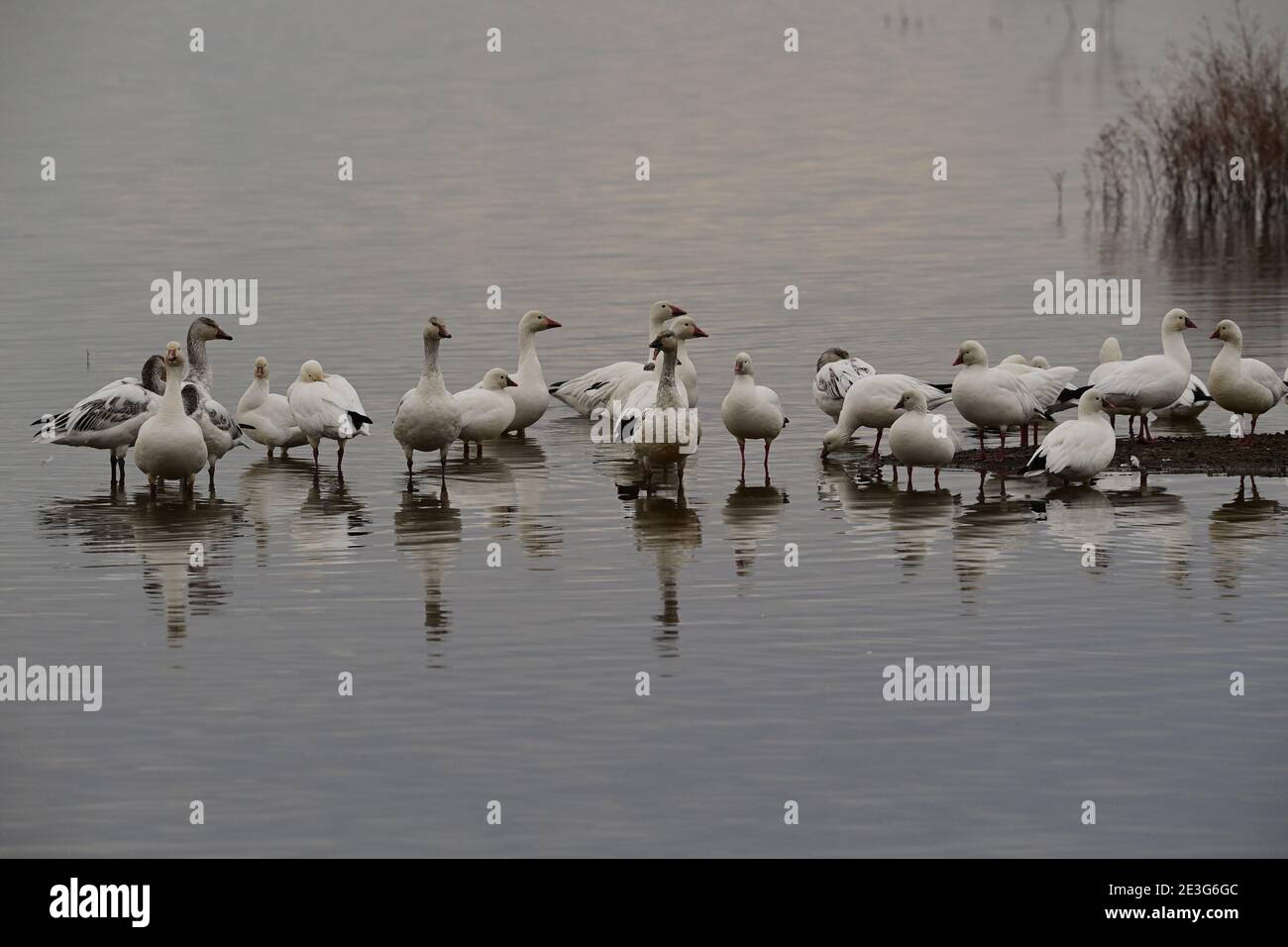 A Gaggle of Snow Geese Stock Photo - Alamy