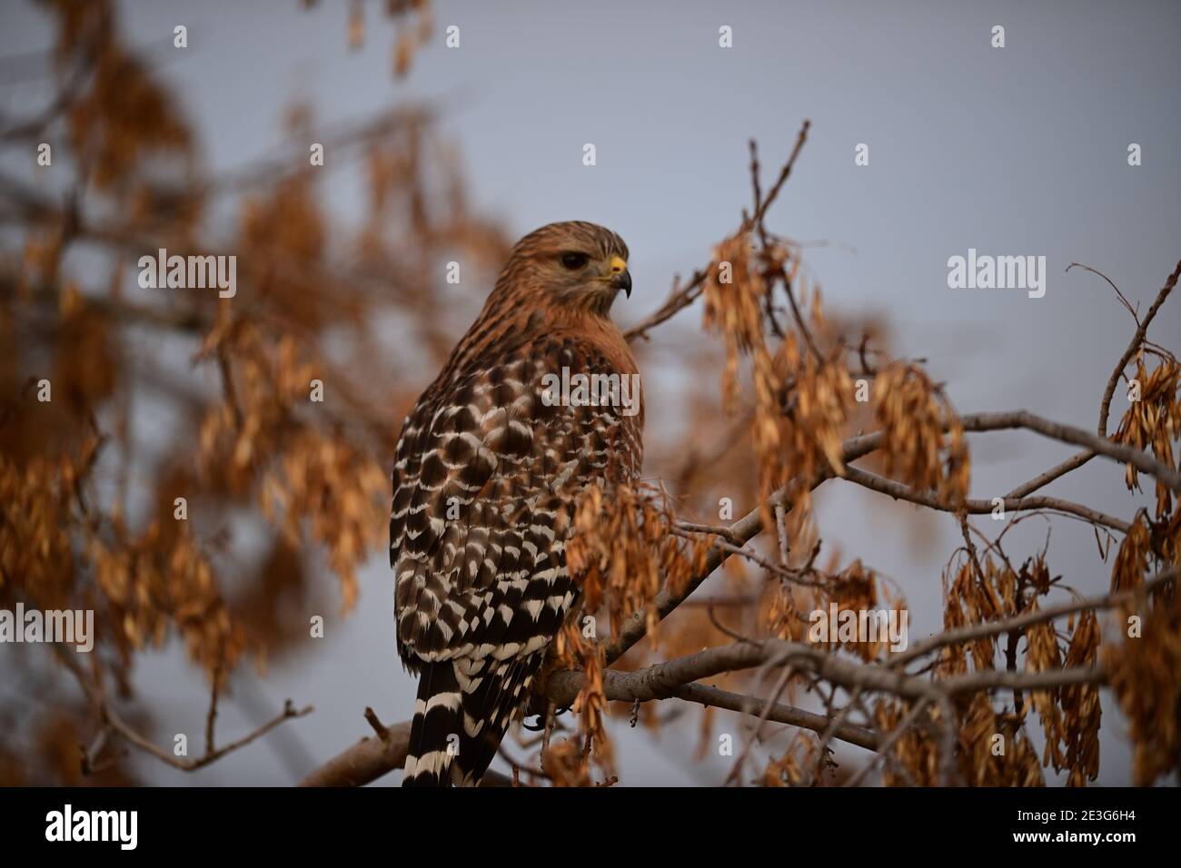 Hawk on tree hi-res stock photography and images - Alamy