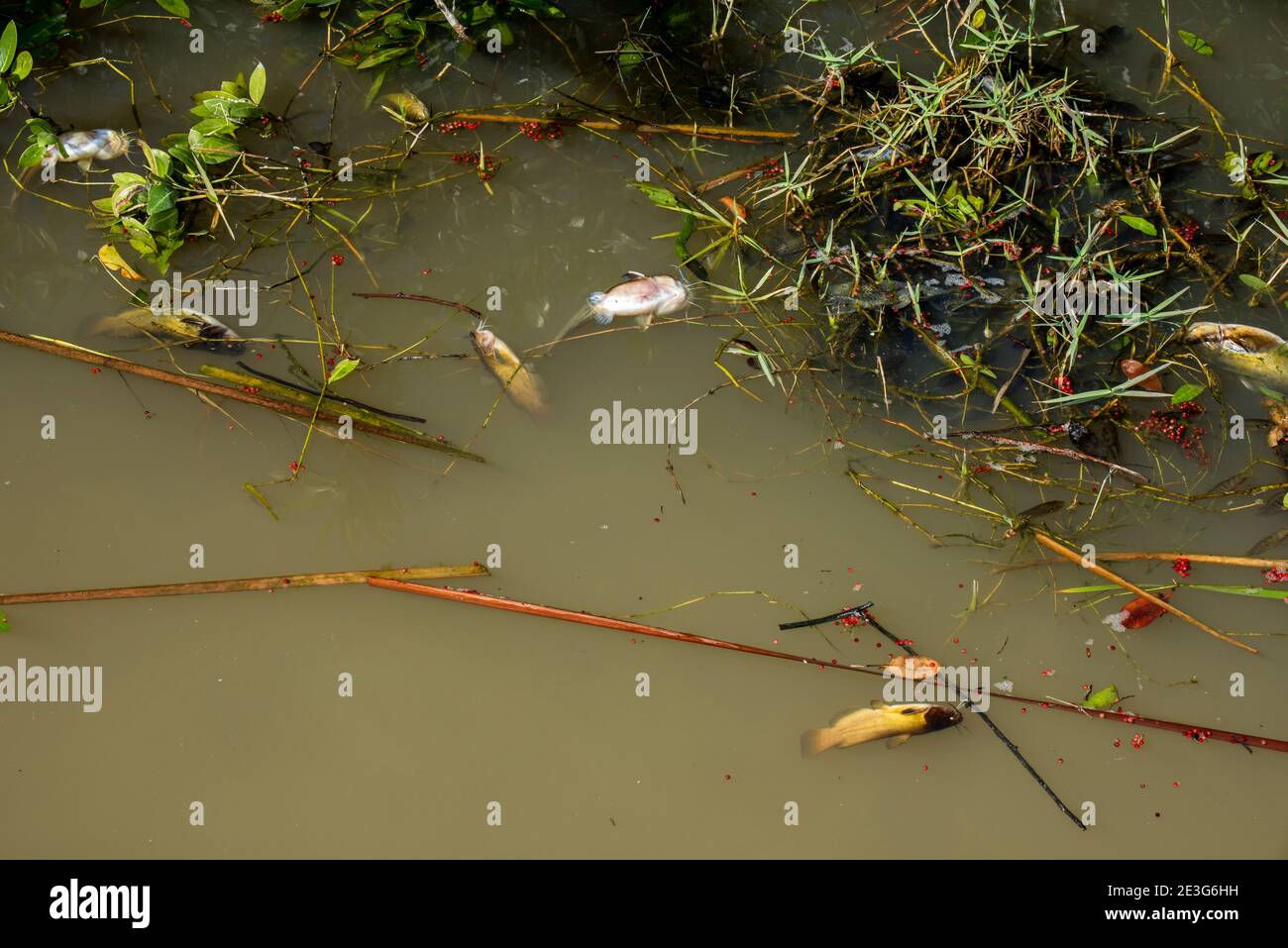 Carnestown; Florida. Dead fish in canal. Fish were dying because of ...