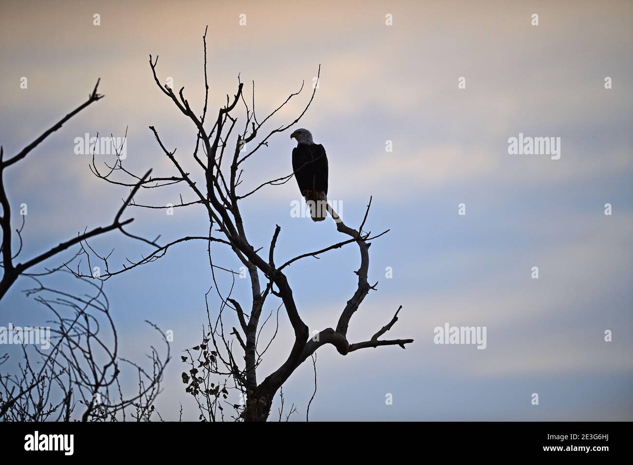 Bald Eagle on a Bald Tree - Sacramento NWR Stock Photo - Alamy
