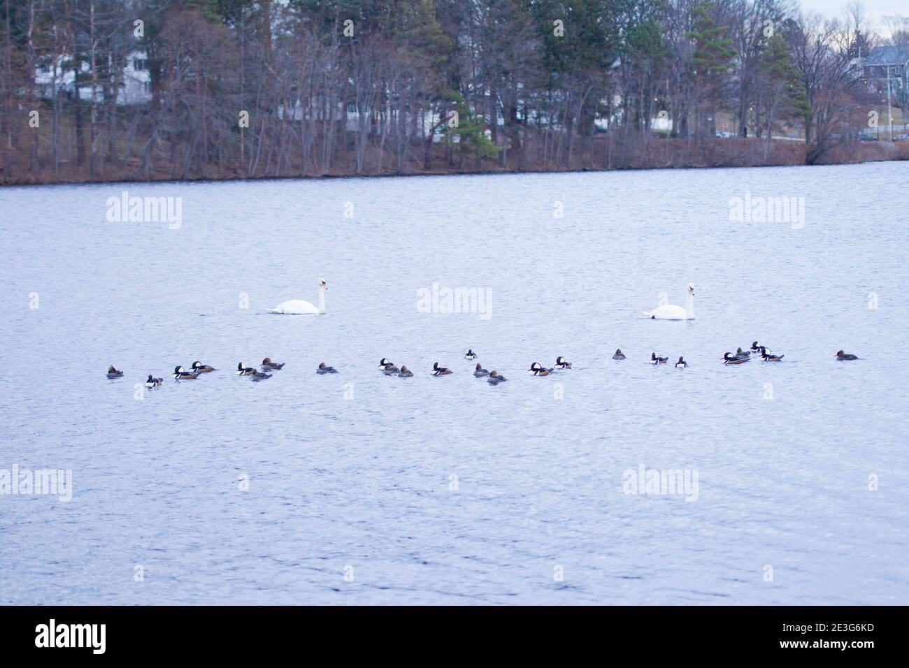 Loons on lake hi-res stock photography and images - Alamy