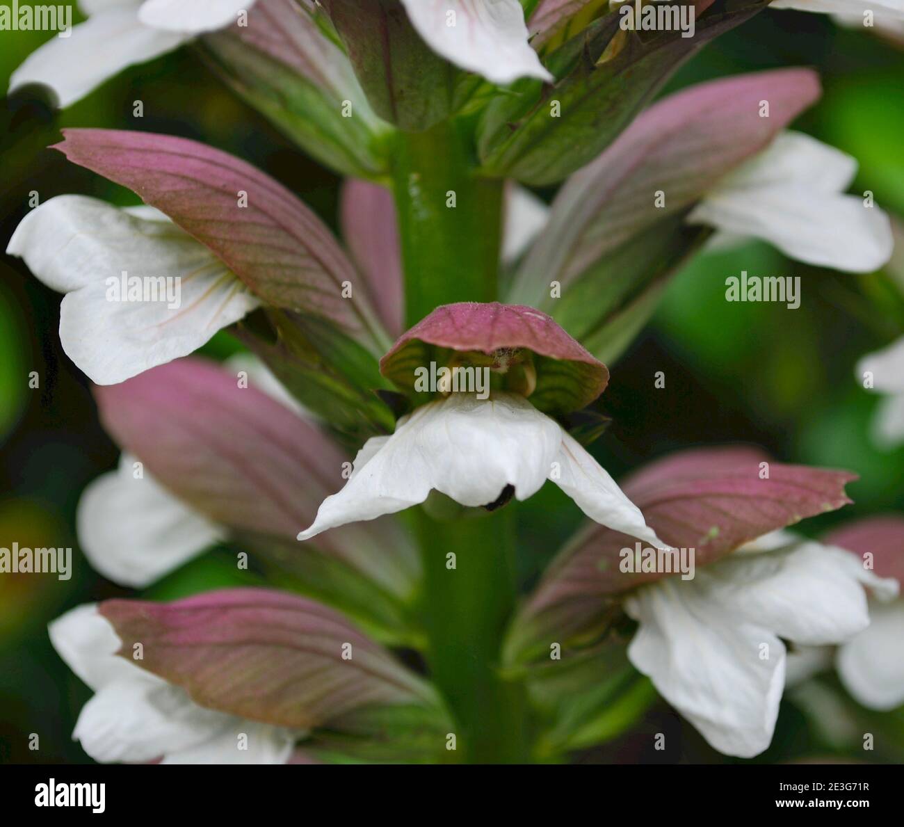 Acanthus balcanicus hi-res stock photography and images - Alamy