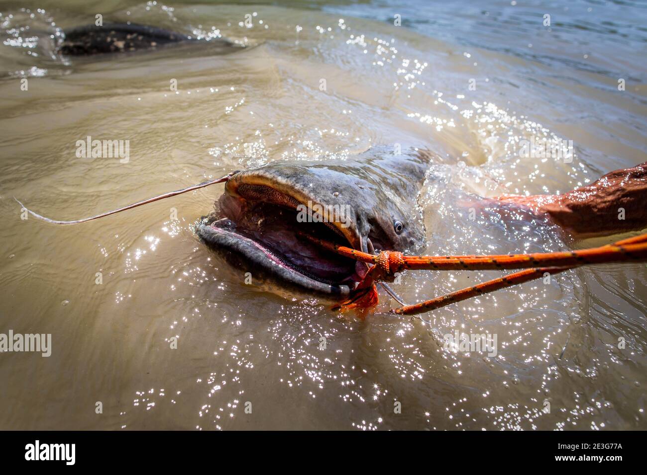 Wels catfish italy hi-res stock photography and images - Alamy
