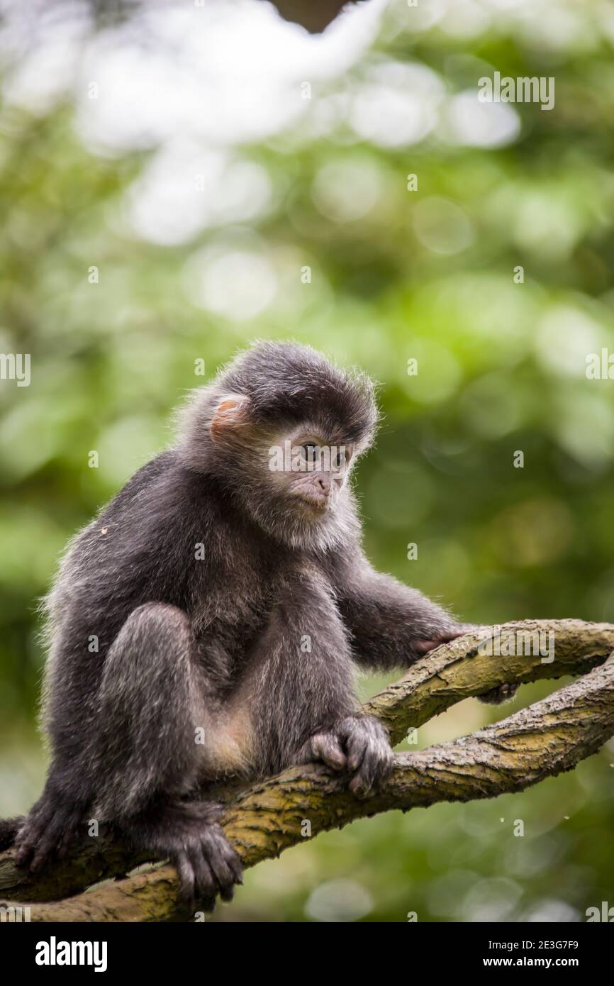 The baby Javan lutung (Trachypithecus auratus) closeup image, also ...