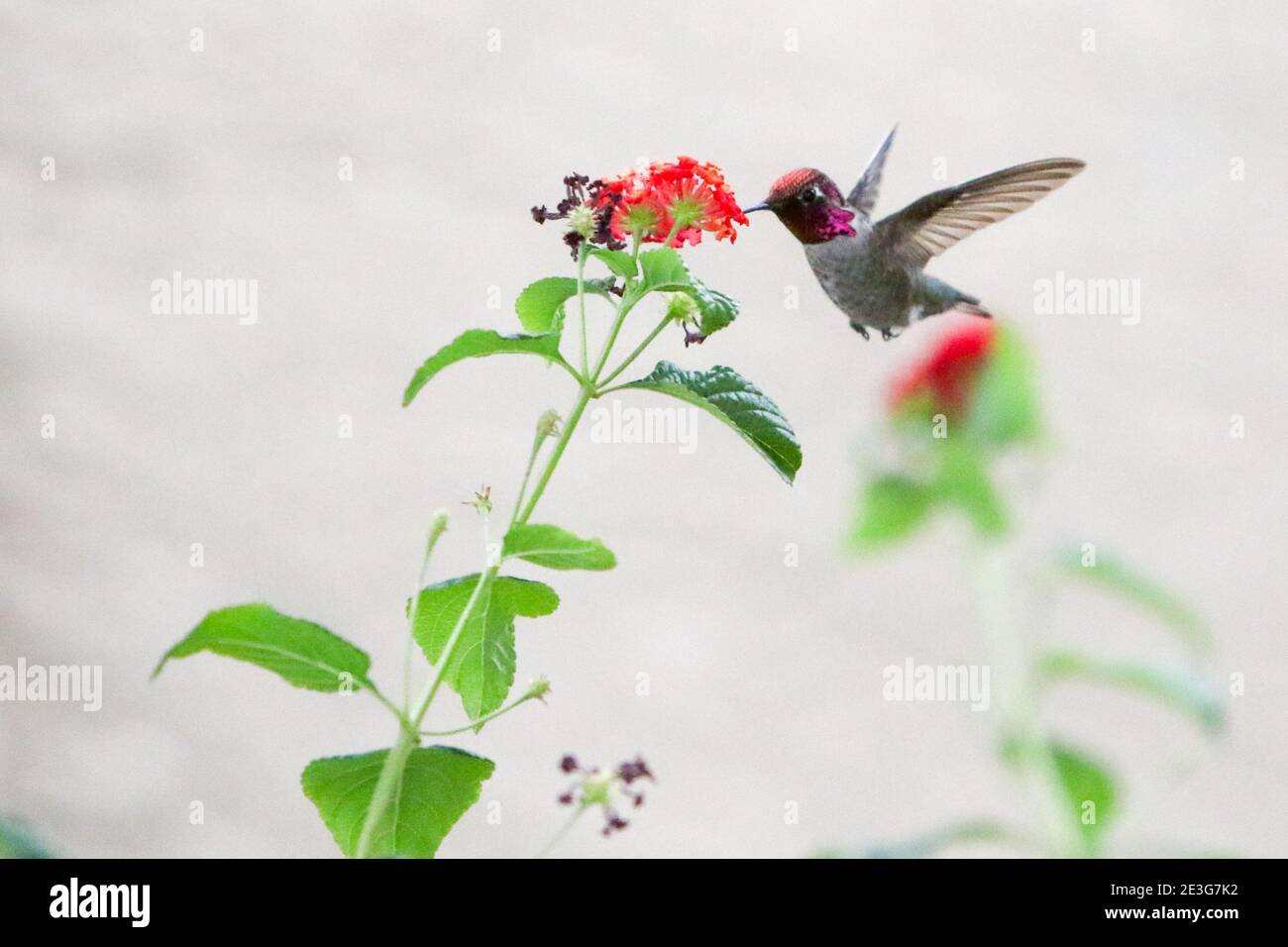 Anna's Hummingbird, Mesa, Arizona Stock Photo - Alamy
