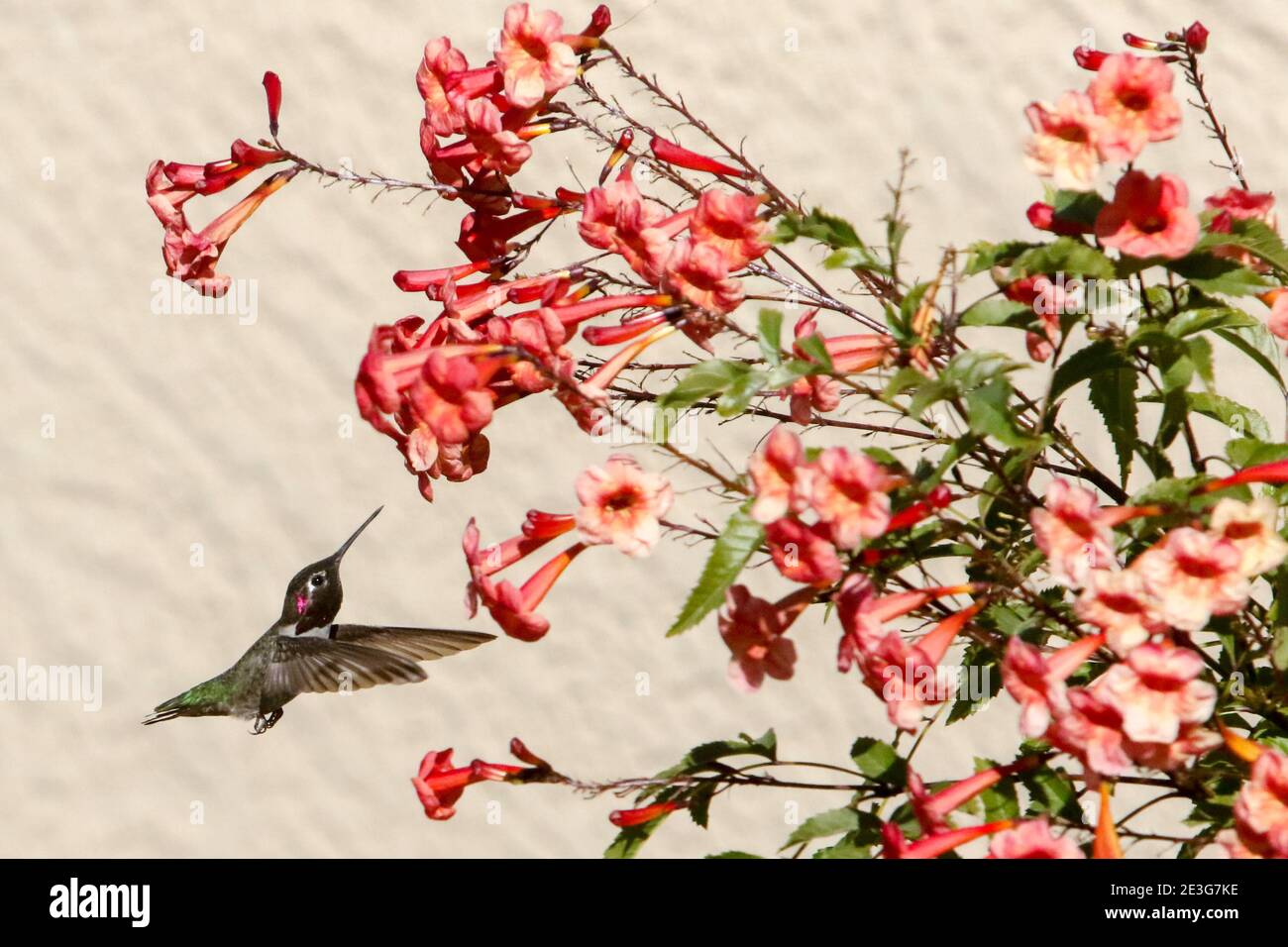 Annas and black hummingbird hi-res stock photography and images - Alamy