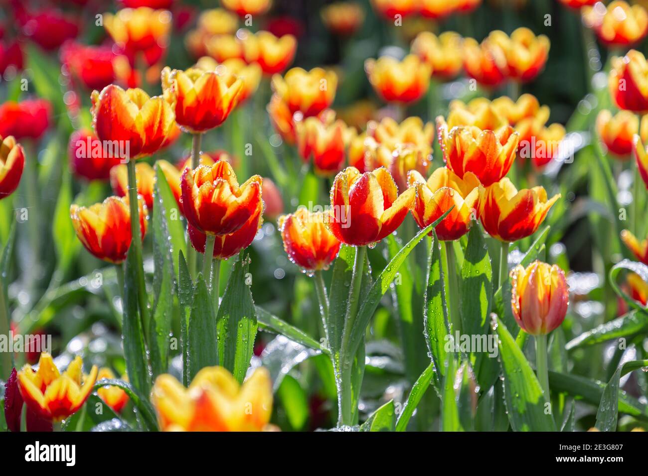 Bright colorful tulips on a windy spring day Stock Photo - Alamy