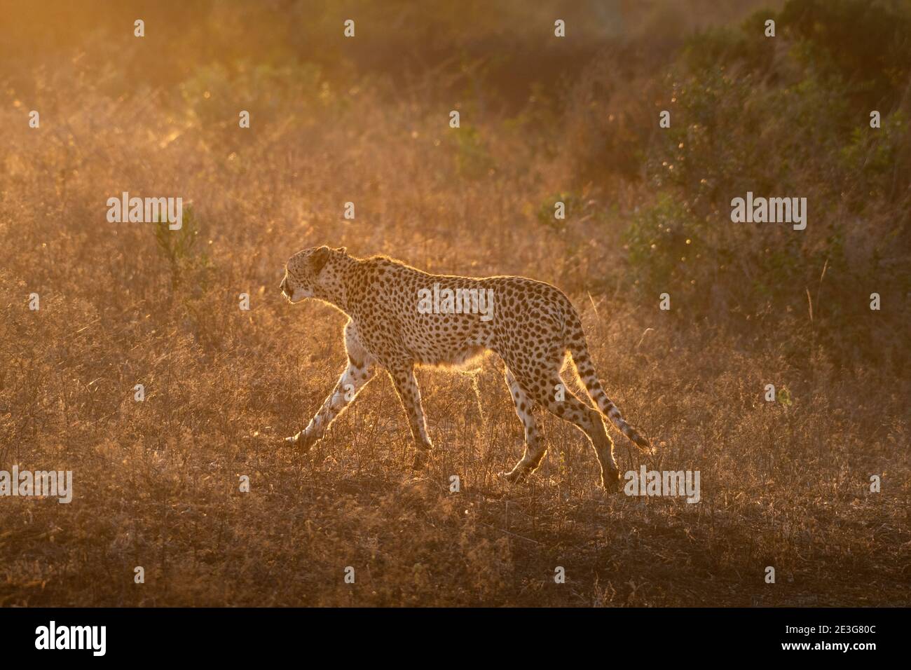Wild Cheetah in South Africa Stock Photo - Alamy