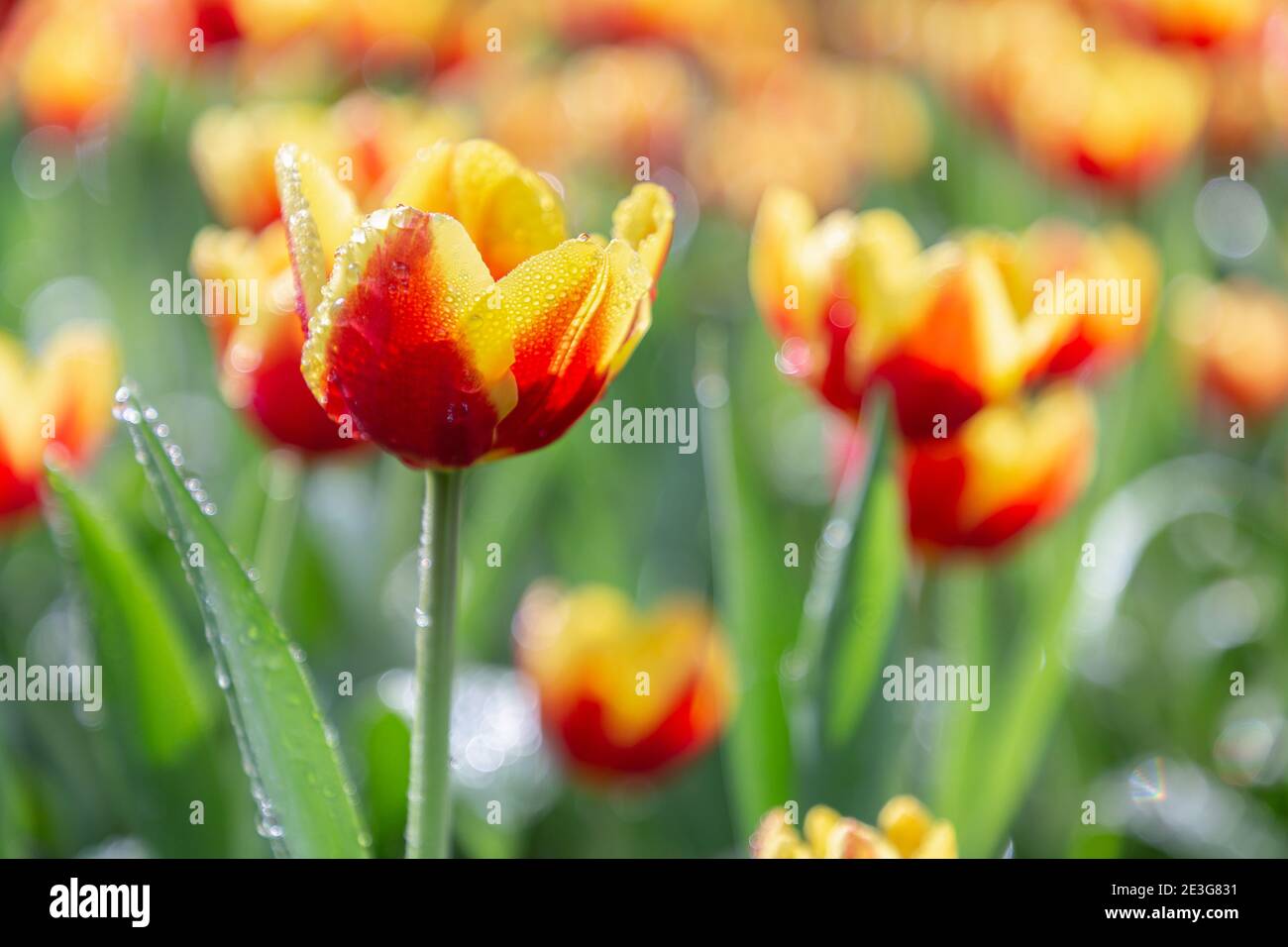 Bright colorful tulips on a windy spring day Stock Photo - Alamy