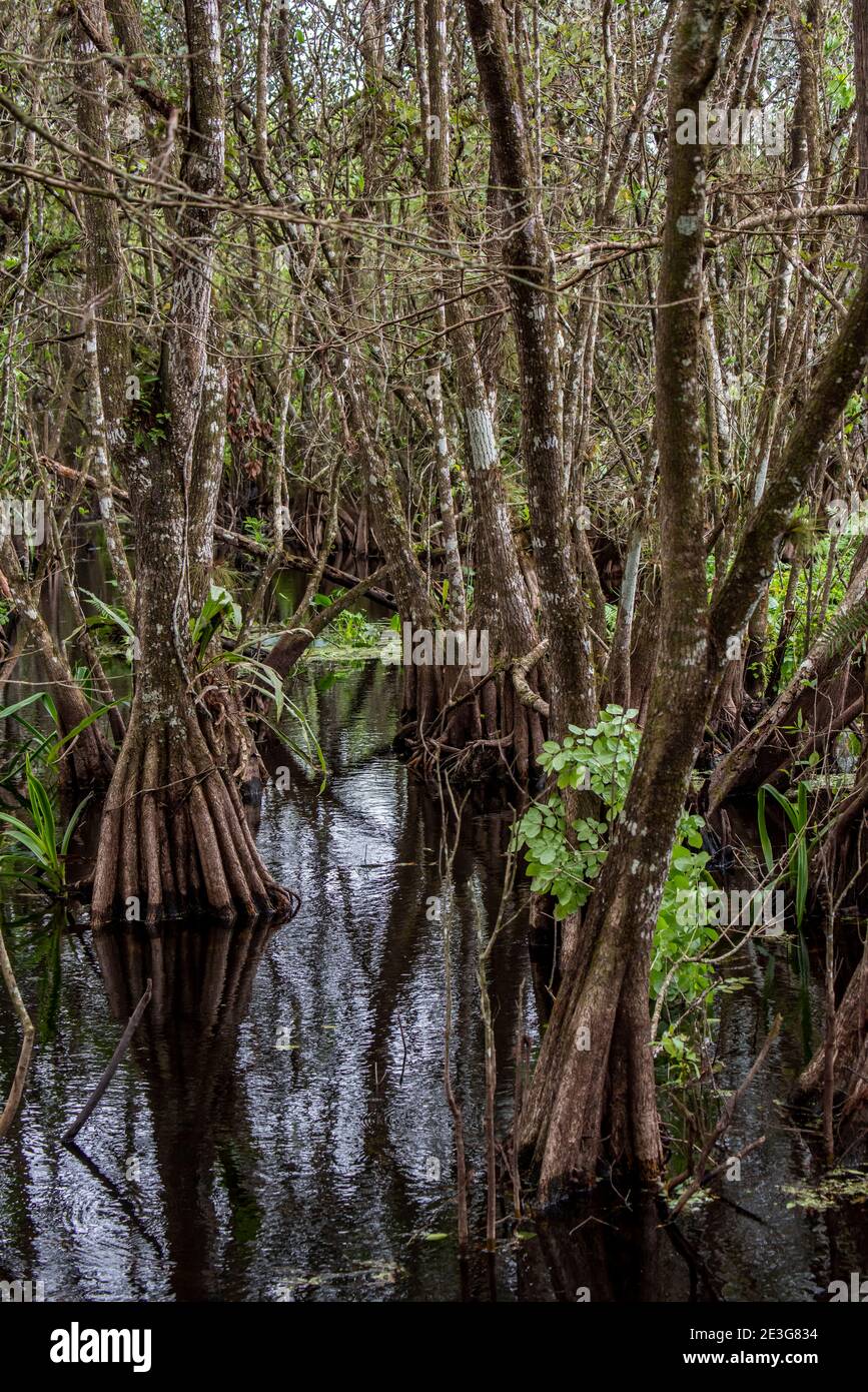 Naples, Florida. Corkscrew Swamp Sanctuary. Bald cypress, Taxodium ...