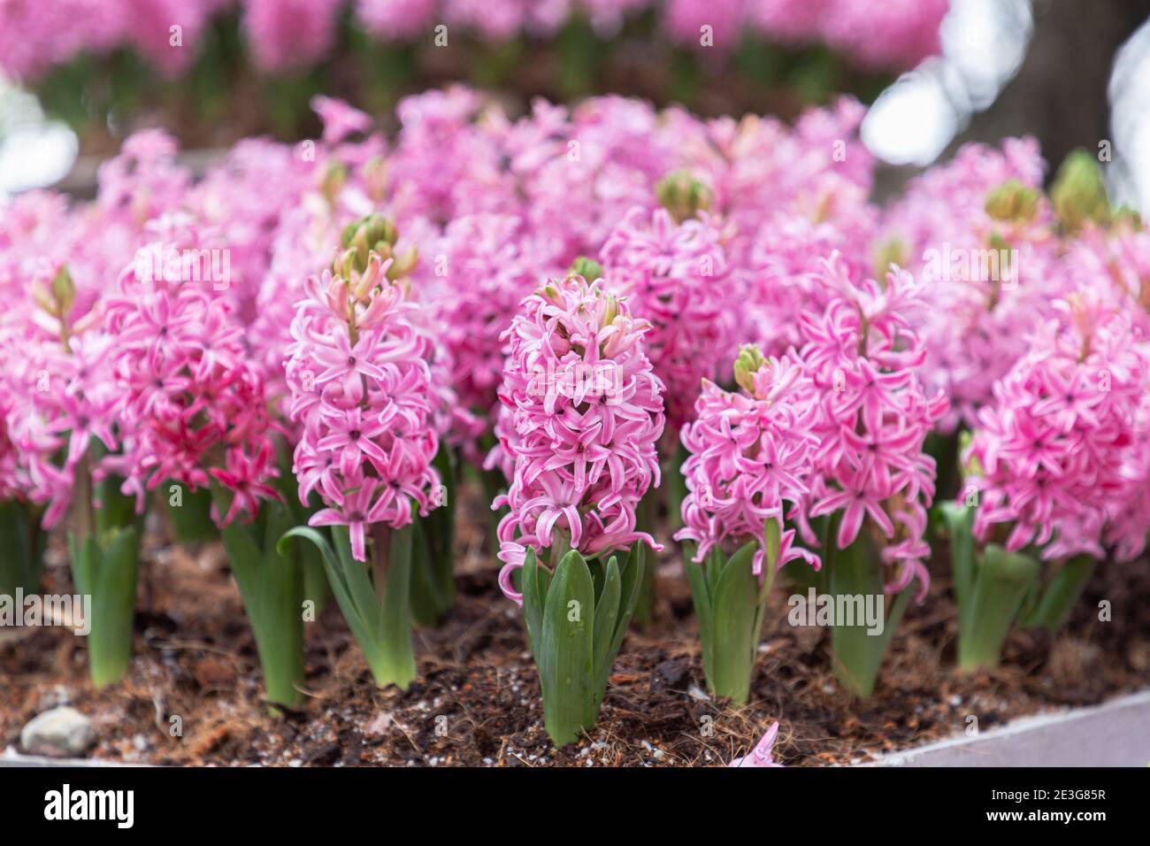 close up on pink hyacinth flower in spring Stock Photo - Alamy