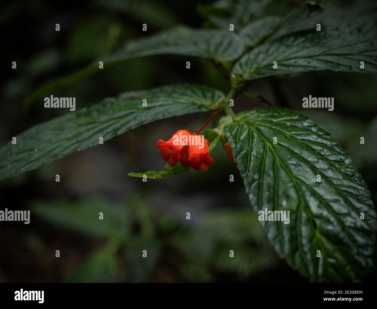 Closeup view of red flower in lush green tropical rainforest plants ...