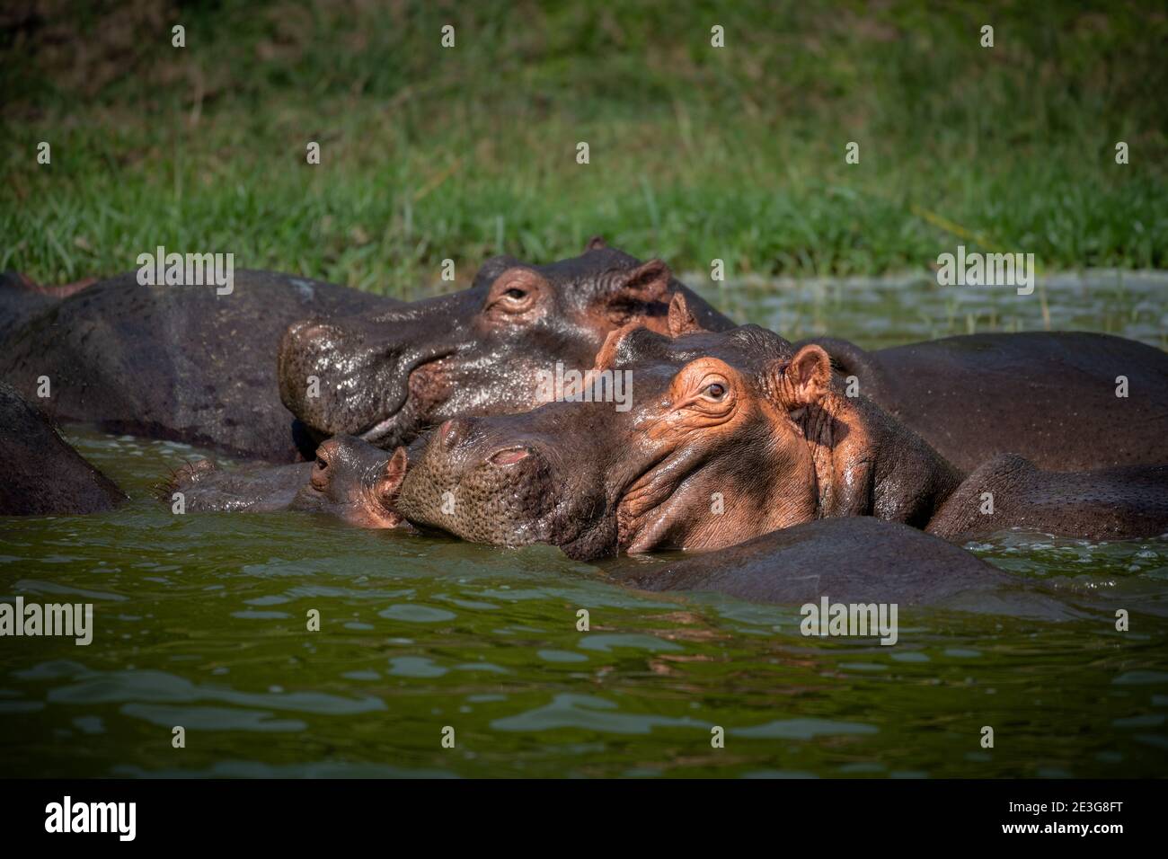 Hippos in water uganda hi-res stock photography and images - Alamy