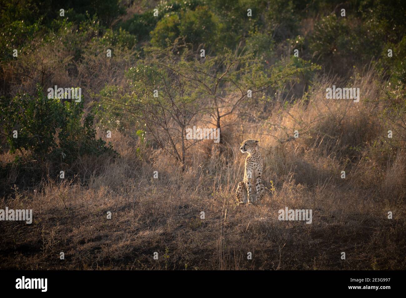 Wild Cheetah in South Africa Stock Photo - Alamy