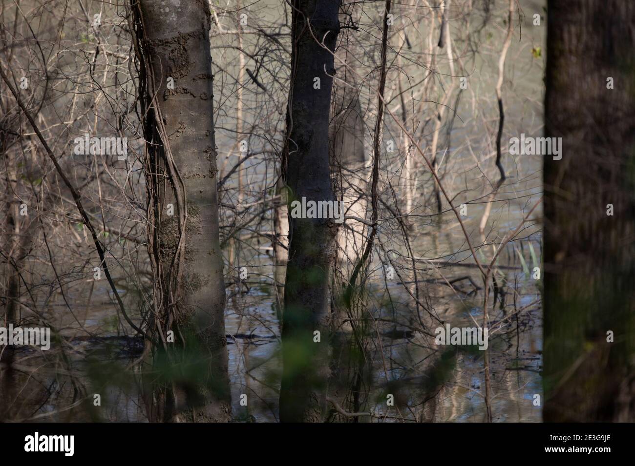 Habitat destruction swamp hi-res stock photography and images - Alamy