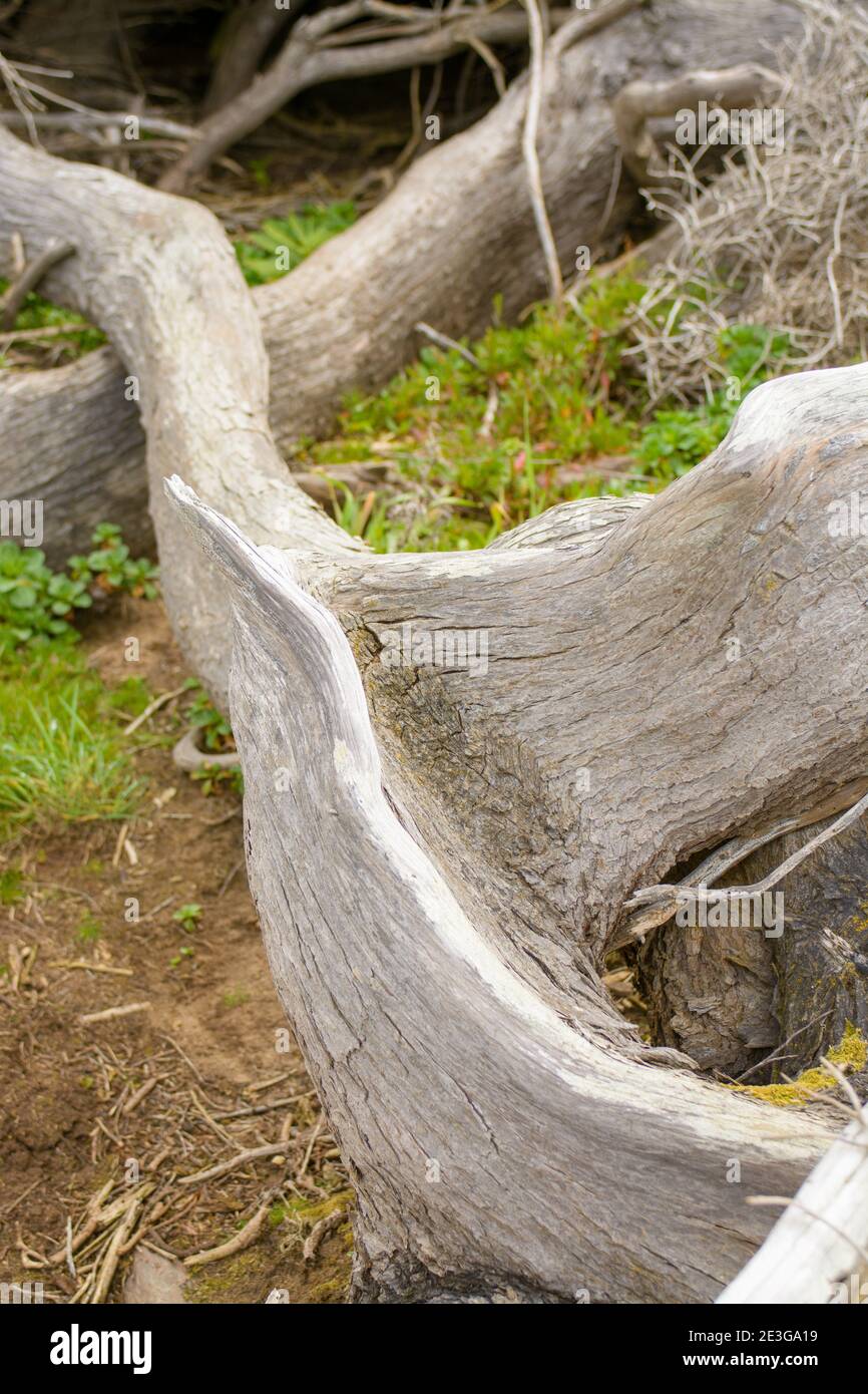 Dead roots hi-res stock photography and images - Alamy
