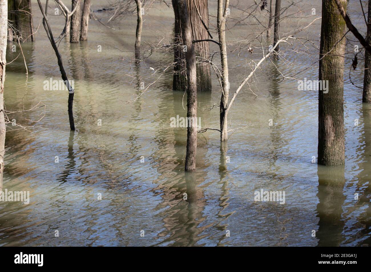 Swamp waters flooding into a thin grove of trees Stock Photo - Alamy
