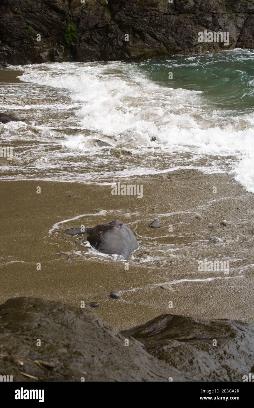 Sandy northern california beach with waves and rocks Stock Photo - Alamy