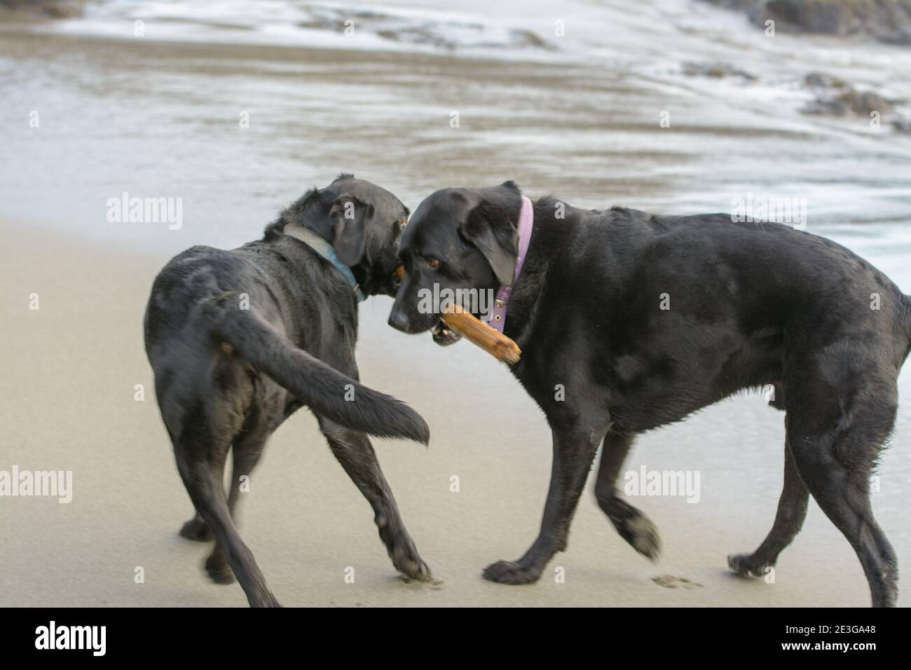 Two dogs playing with stick on a sandy beach Stock Photo - Alamy