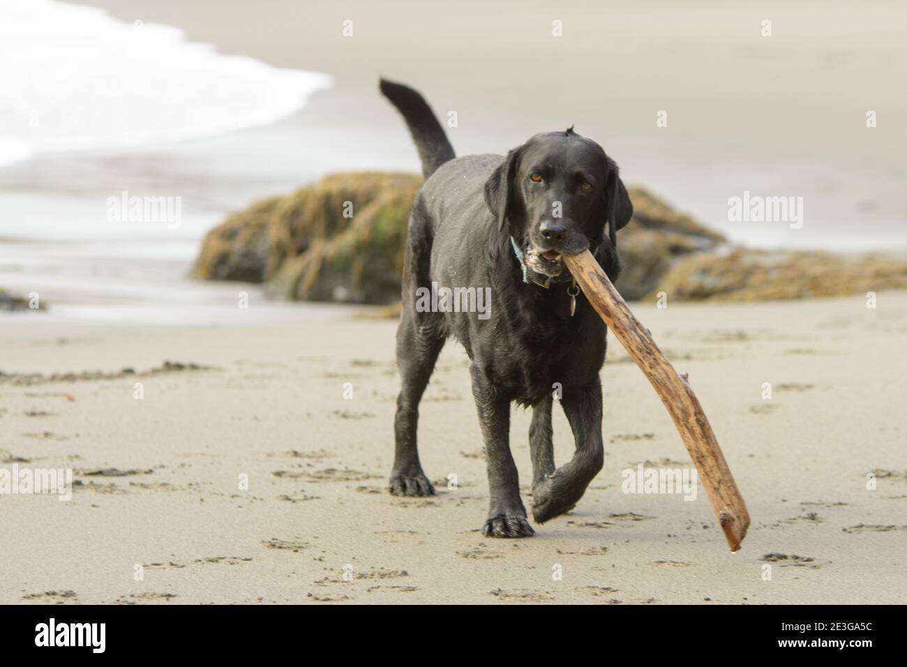Labrador dog stick on beach hi-res stock photography and images - Alamy