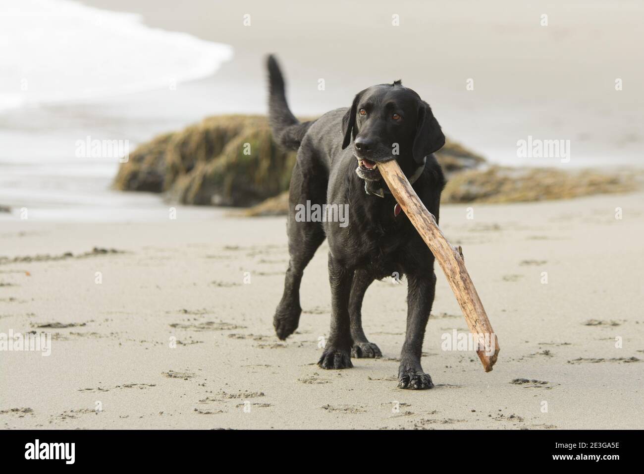 Labrador dog stick on beach hi-res stock photography and images - Alamy