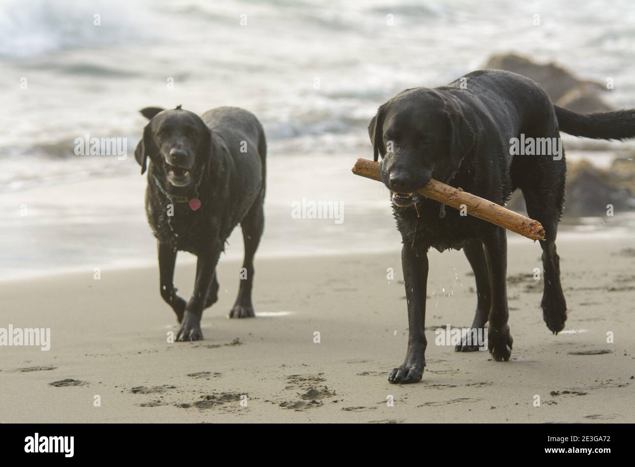 Two dogs playing with stick on a sandy beach Stock Photo - Alamy