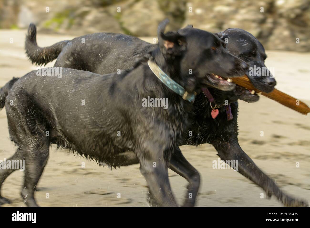 Two dogs playing with stick on a sandy beach Stock Photo - Alamy