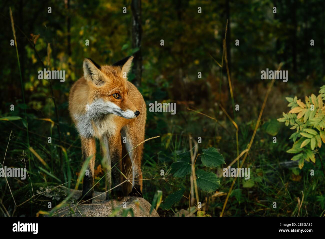 Wild red fox in the forest in the evening. Animal in nature habitat, in ...