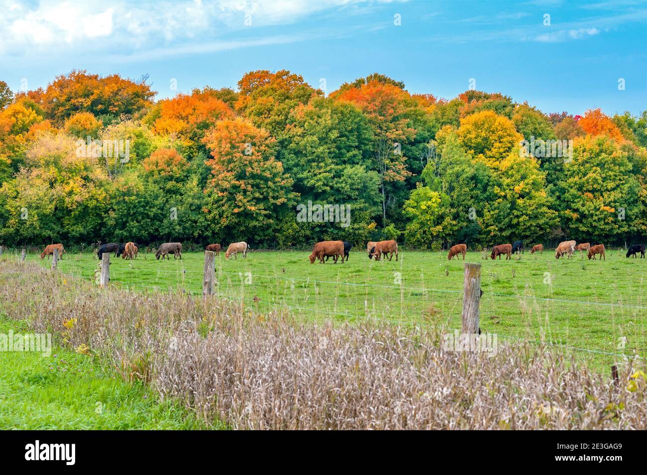 Beef cattle feeding by changing colors of maple trees Stock Photo - Alamy