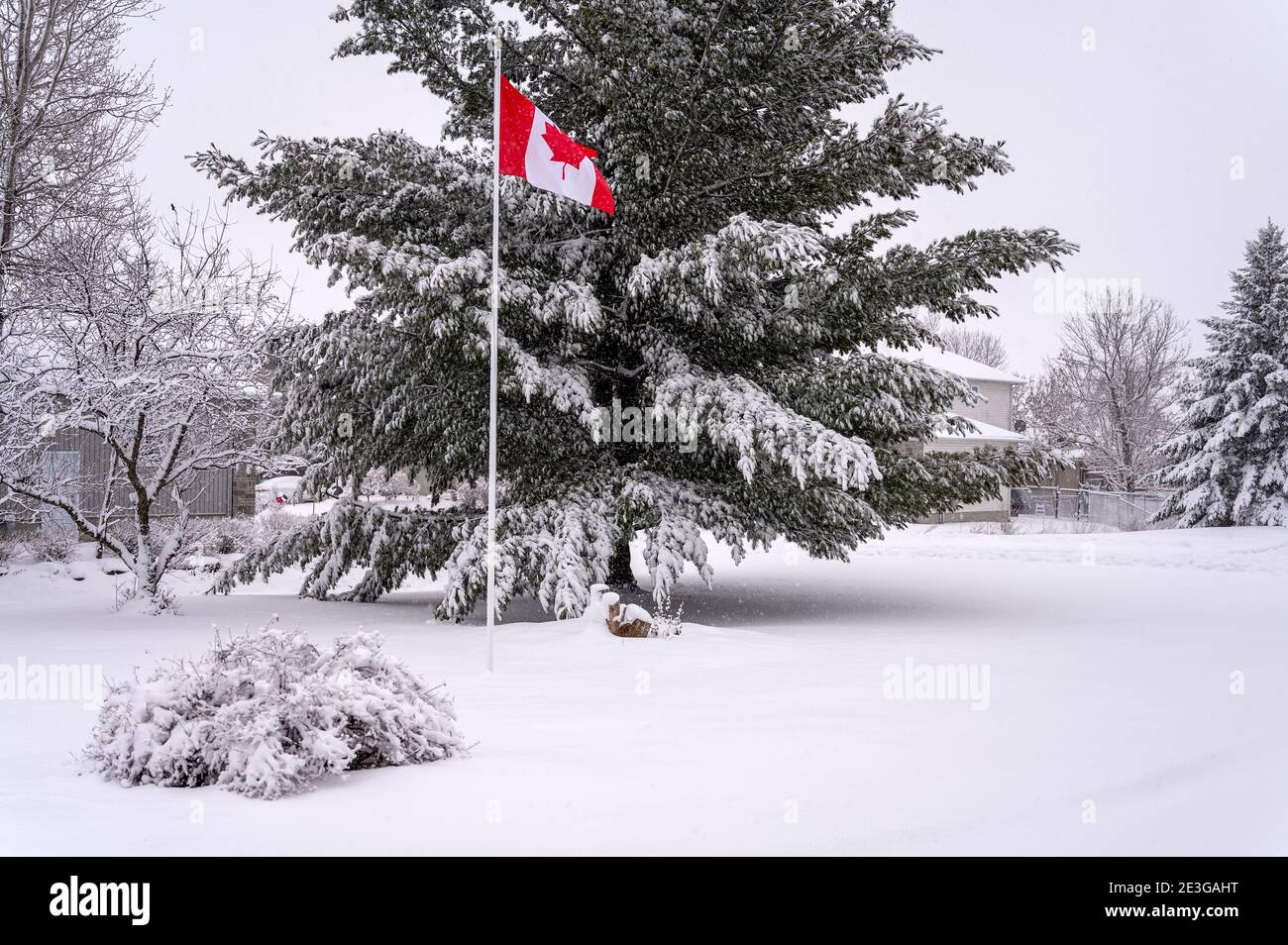 Canada Flag and pine tree in snow Stock Photo - Alamy