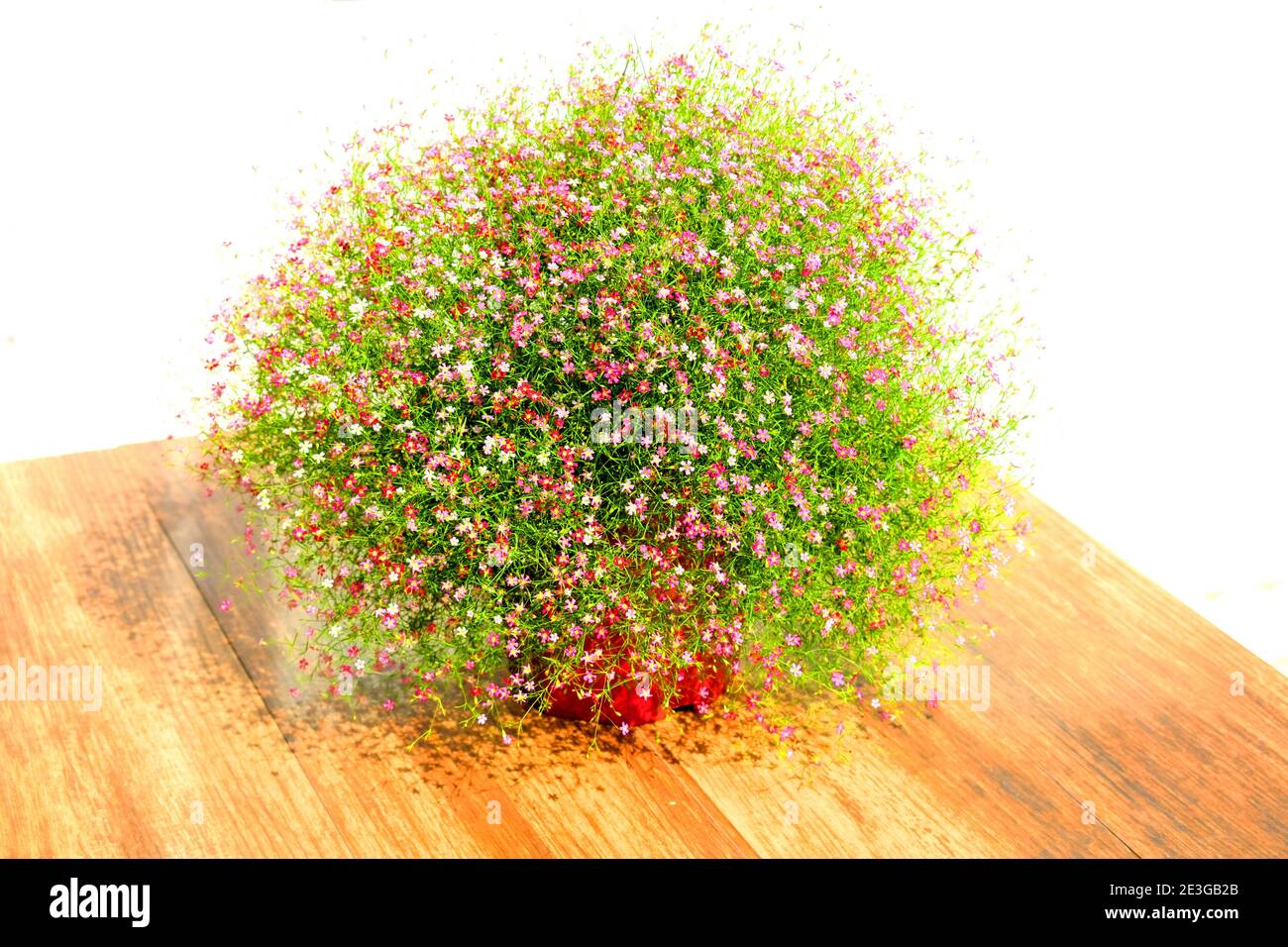 Gypsophila tree with flowers on wood table and white background Stock ...