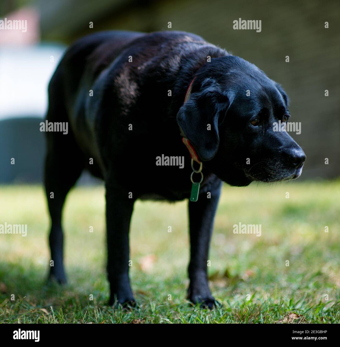 Lab with big head hi-res stock photography and images - Alamy
